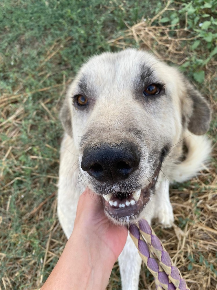 logan (leon) ADR | Asieldieren ter Adoptie - Adopteer.be