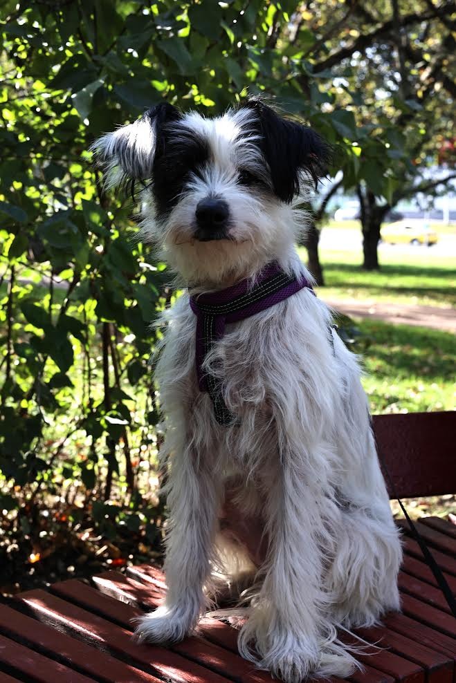 Busya – een zachte ziel | Asieldieren ter Adoptie - Adopteer.be