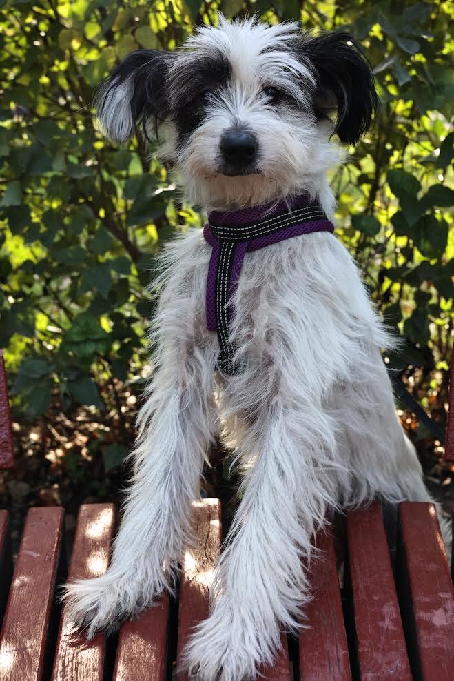 Busya – een zachte ziel | Asieldieren ter Adoptie - Adopteer.be