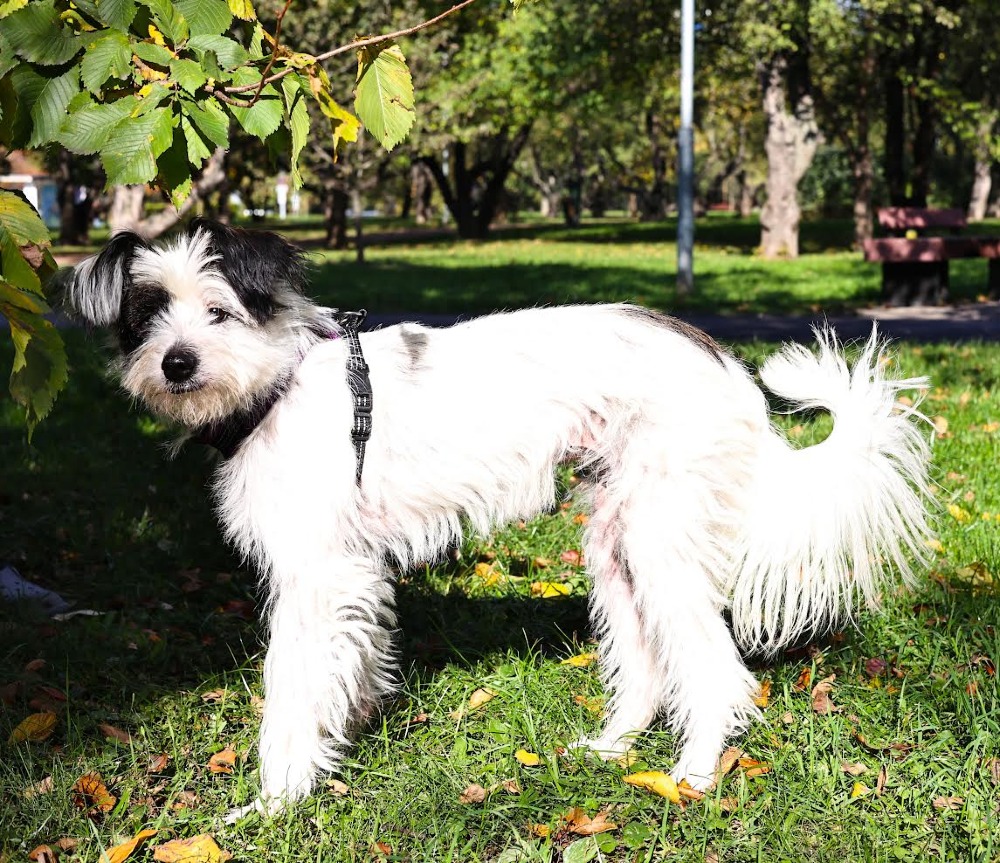 Busya – een zachte ziel | Asieldieren ter Adoptie - Adopteer.be