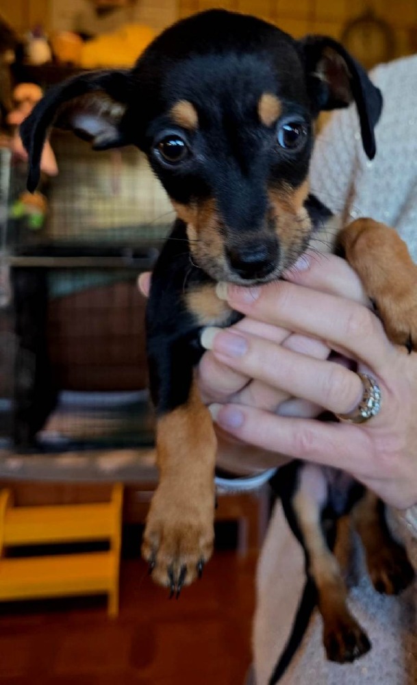 Kiki | Asieldieren ter Adoptie - Adopteer.be