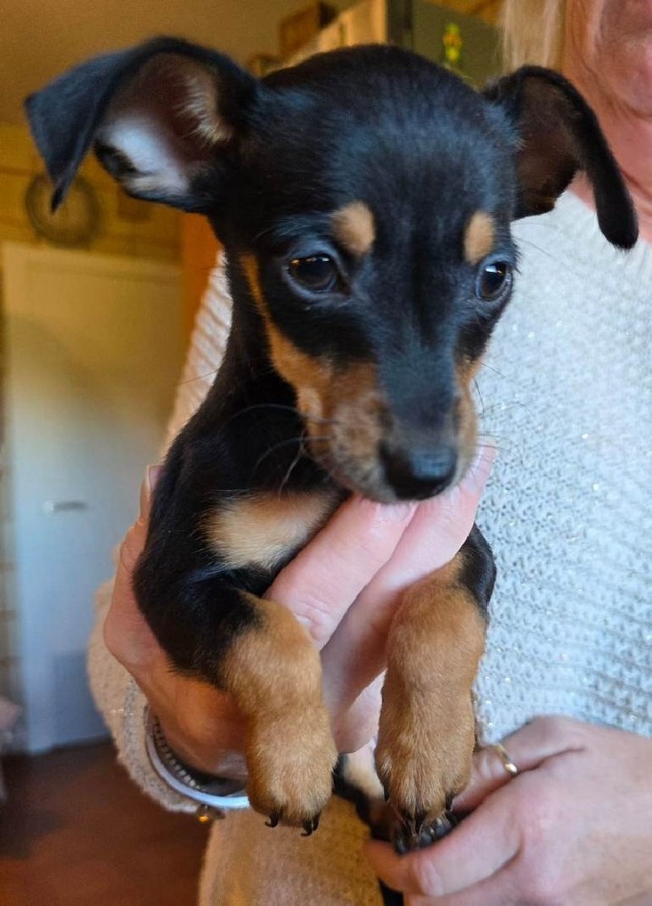 Kiki | Asieldieren ter Adoptie - Adopteer.be