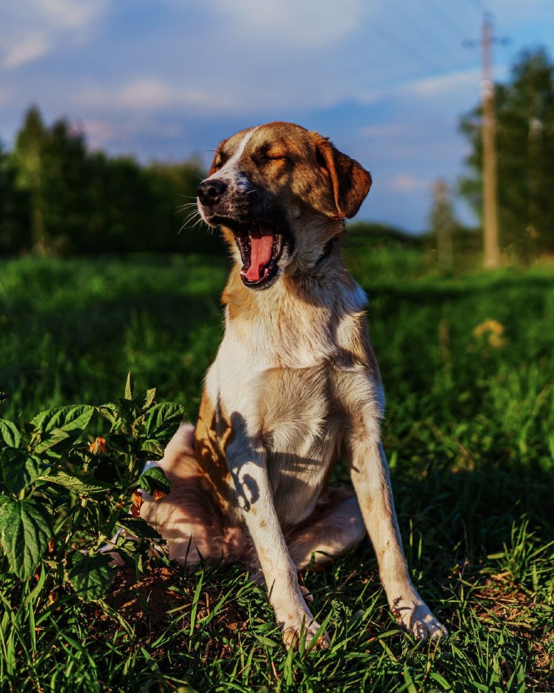 Fiona | Asieldieren ter Adoptie - Adopteer.be