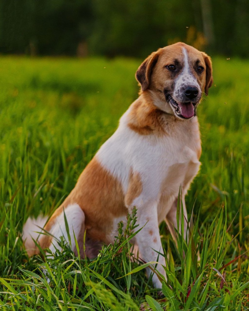 Fiona | Asieldieren ter Adoptie - Adopteer.be